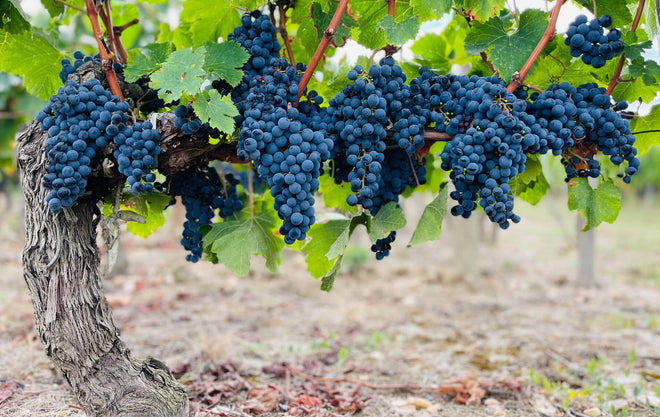 Cave à vin Vino Celeste